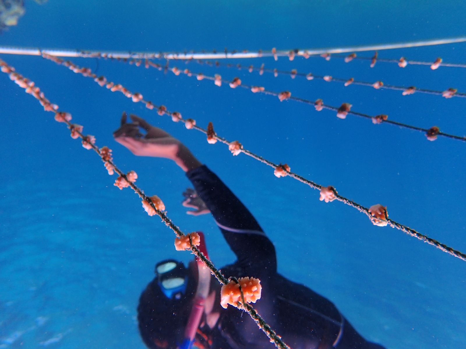 Derby Beach Coral Restoration and Marine Sanctuary